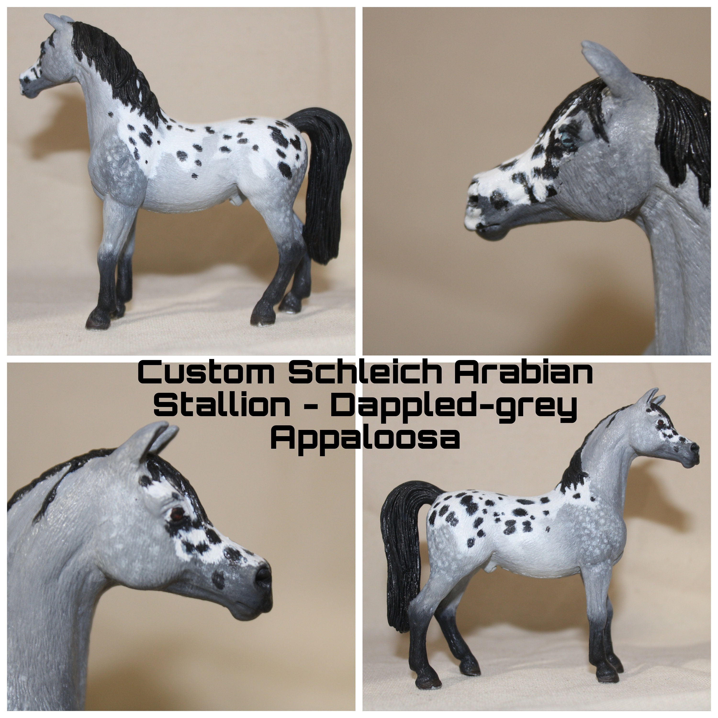 Dappled Appaloosa Horse
