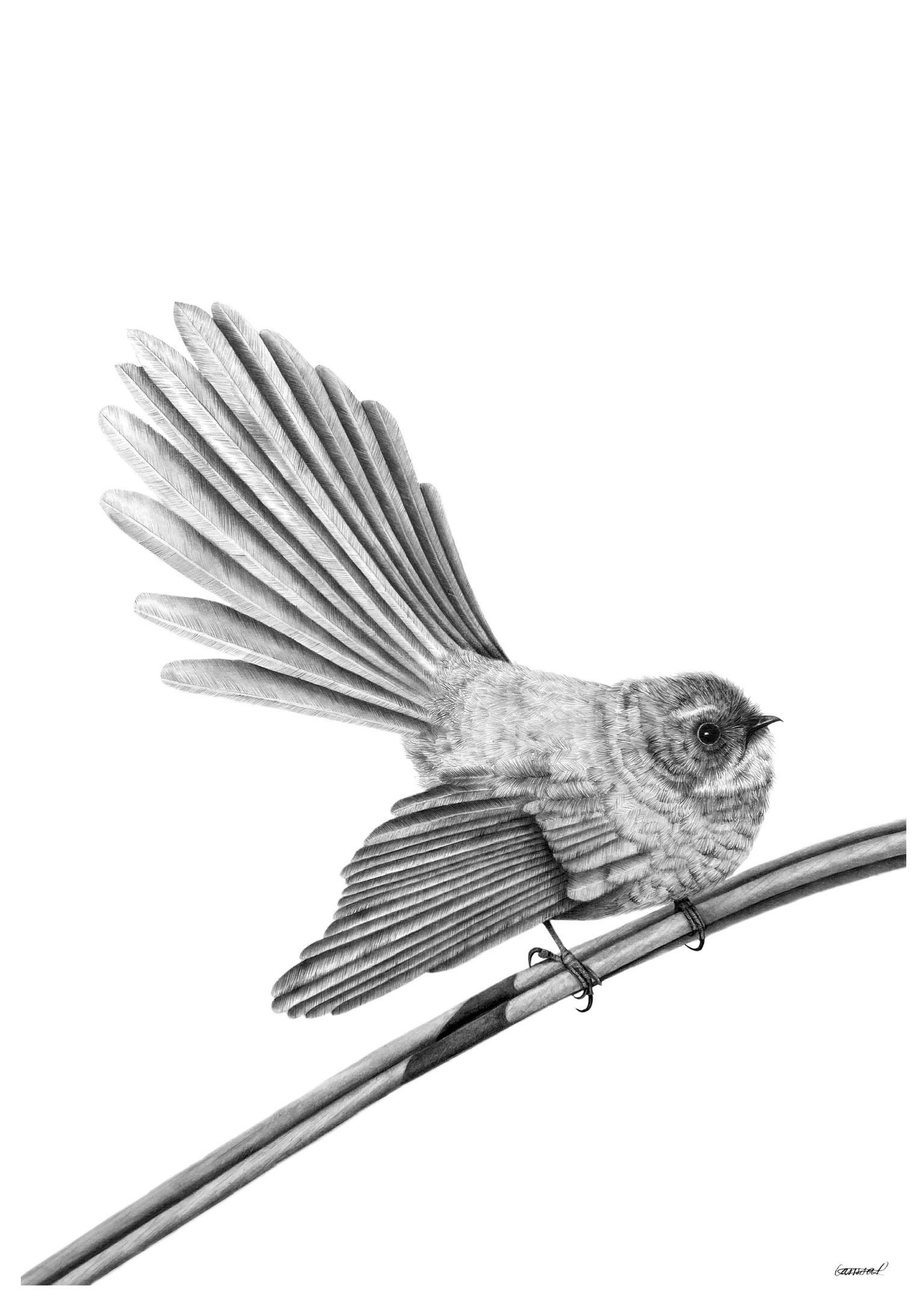 Hand Drawn NZ Fantail Print - Etsy