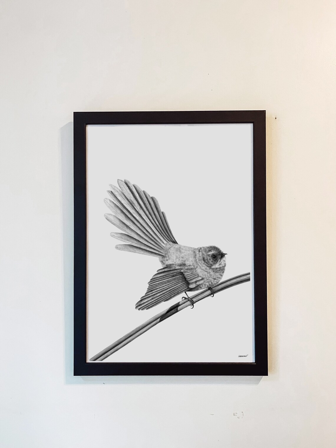Hand Drawn NZ Fantail Print - Etsy