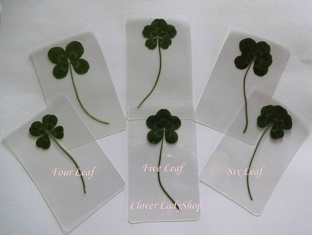 4 5 & 6 Leaf Laminated Clovers Your Choice A Little Extra Luck - Etsy