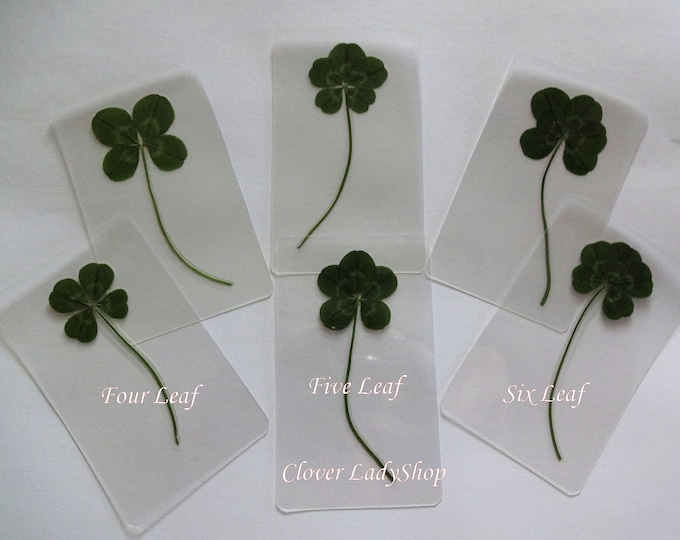 Genuine Five Leaf Clover | Shamrock 5 Leaf Clover | Wedding Favours ...