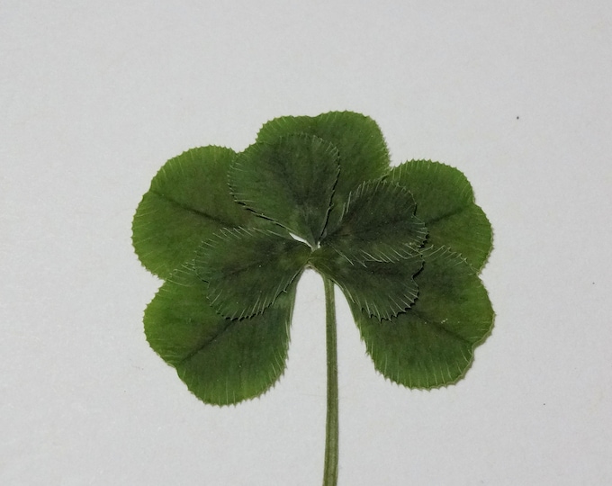 9 Leaf Clover Real Unique and Rare for A Collection or Gift - Etsy India