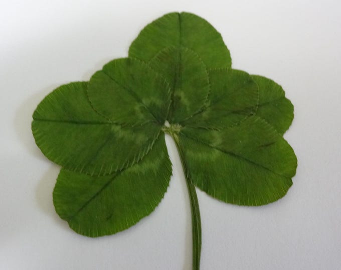 8 Leaf Clover Big and Beautiful! Great for a Collector - Etsy