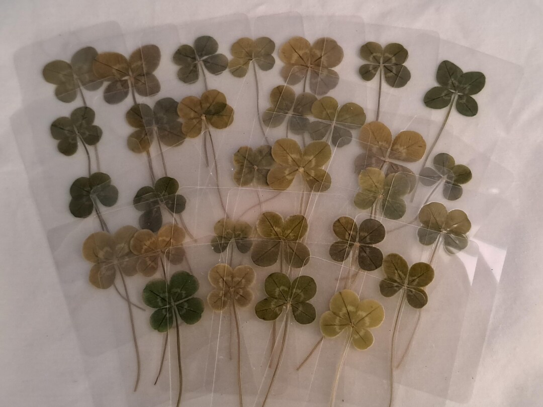 4 Leaf Clovers Laminated 15 Imperfect Lot - Etsy
