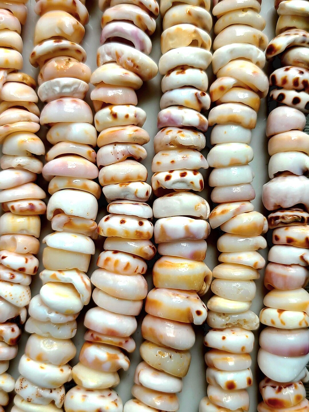 Natural Shell Beads, Shell Bead Caps, Shell Spacers, Whole Strand ...