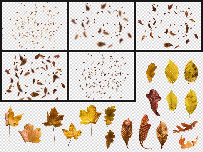 50 Autumn Leaves Overlays, PNG, Falling Leaves , Fall Leaves, Autumn ...