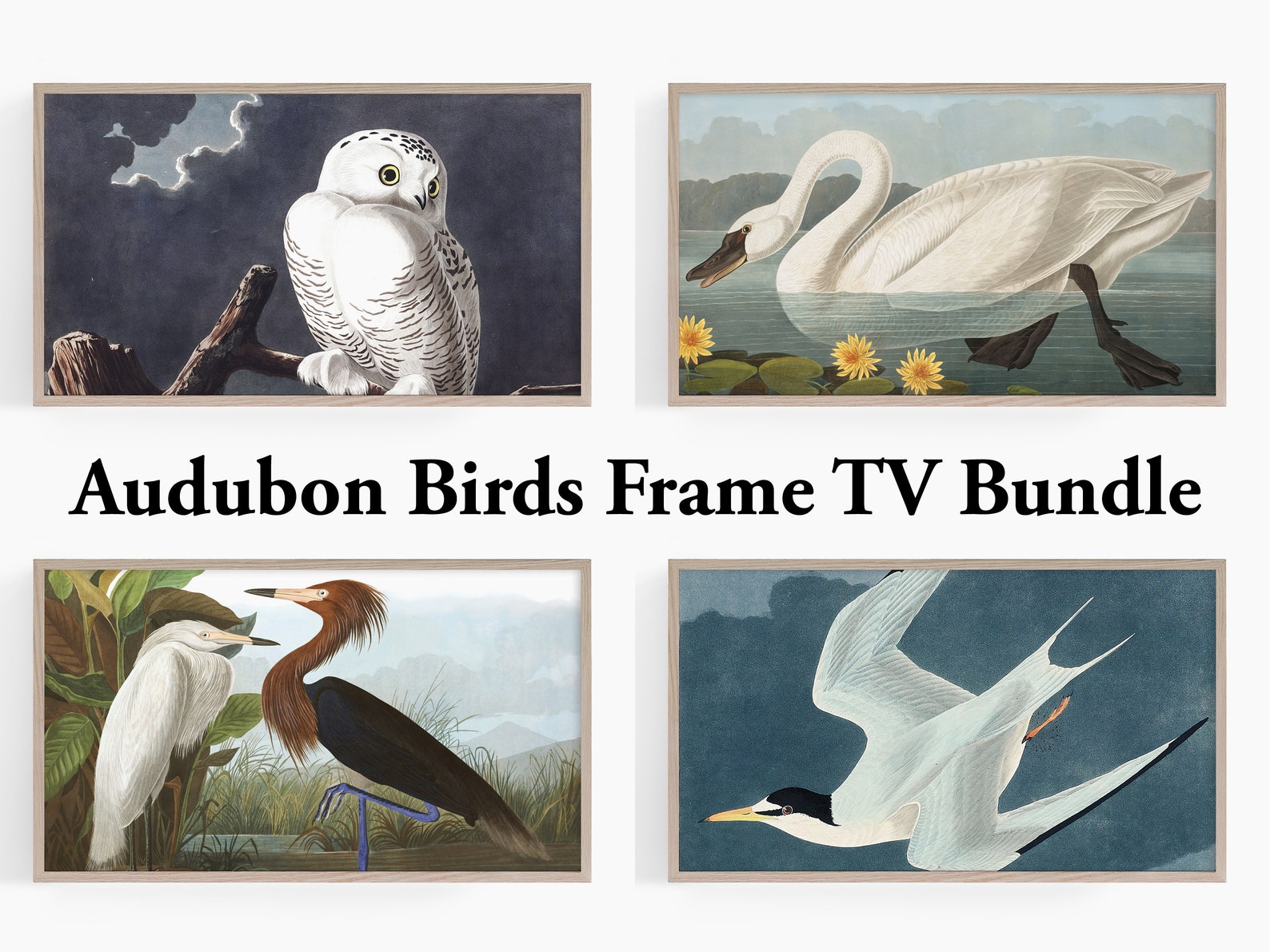 Samsung Frame TV Art Bird Frame TV Art John James Audubon - Etsy
