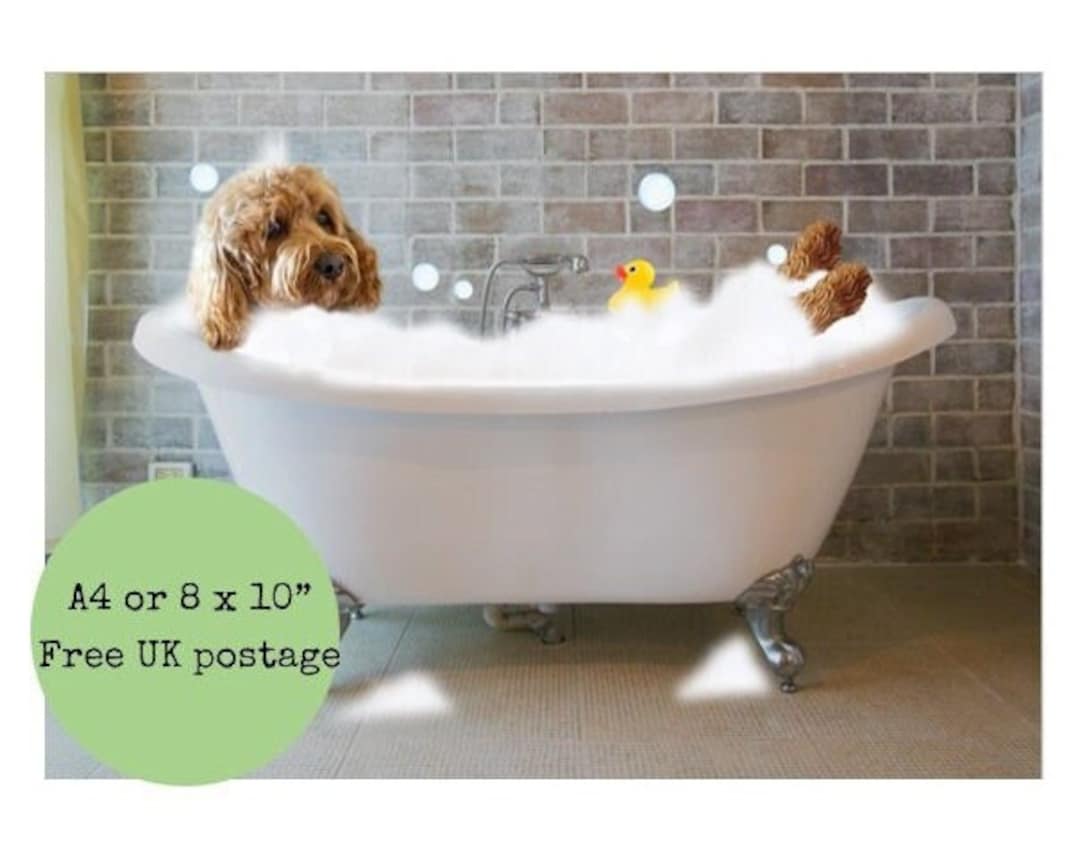 Cavapoo in Bath Print - Dog in Vintage Bathtub Picture - Funny Animal ...