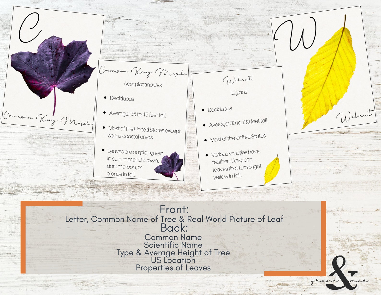 Autumn Fall Leaves ABC Alphabet Cards - Tree Leaf Facts - Etsy