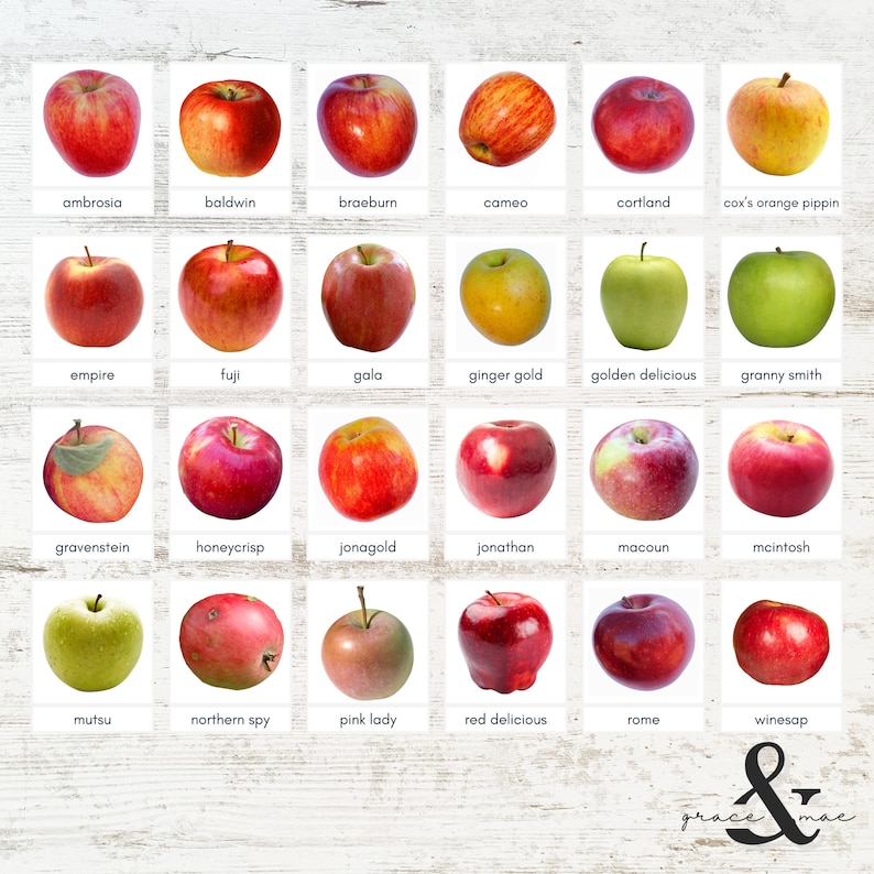 Types of Apples 3 Part Cards for Fall - Real World Pictures ...
