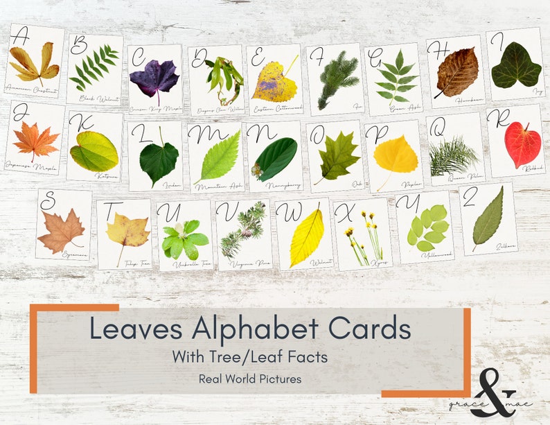 Autumn Fall Leaves ABC Alphabet Cards - Tree Leaf Facts - Etsy