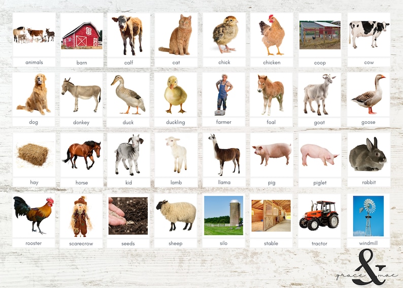 Farm Animal 3-part Cards – Montessori Nomenclature (printable PDF) - Etsy