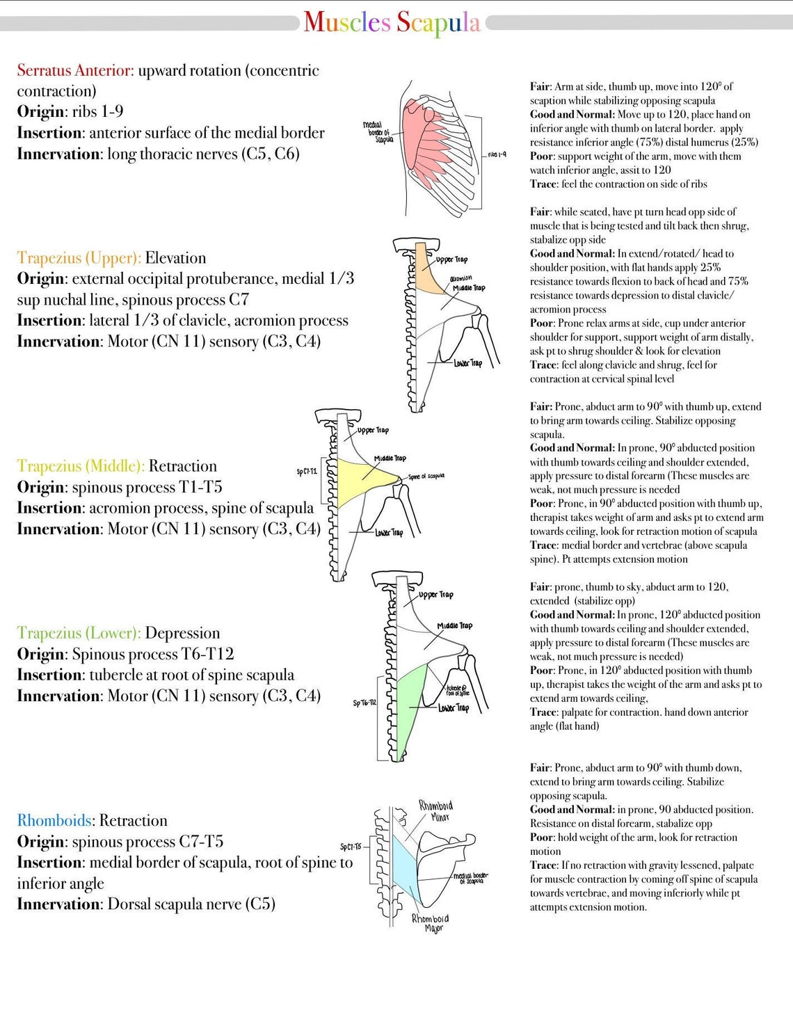 Kinesiology Notes - Etsy