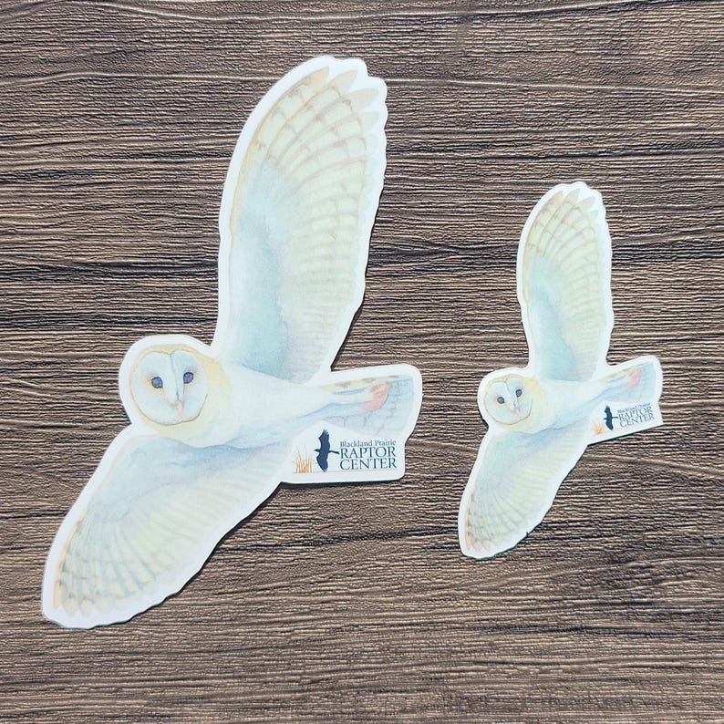 Barn Owl Stickers - Collaboration With Blackland Prairie Raptor Center ...