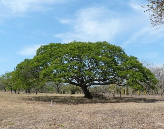Guanacaste Tree Guanacaste Trees | Nikki Artwork
