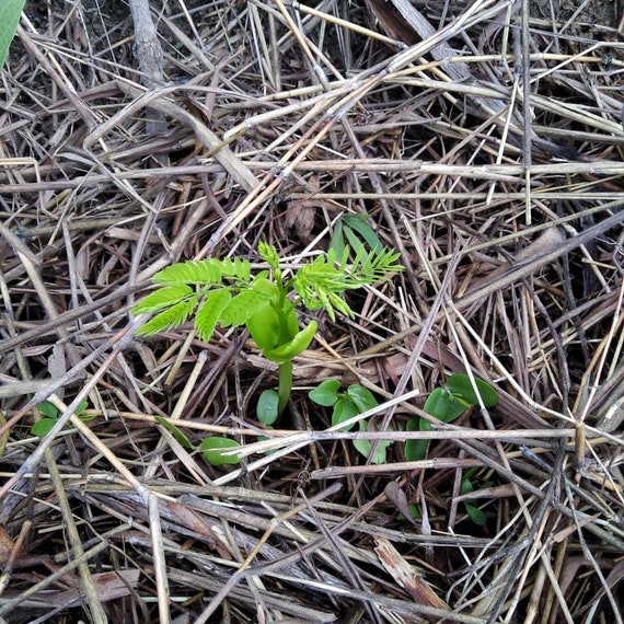 Home & Hobby Floral & Garden Crafts Gardening & Plants Enterolobium ...