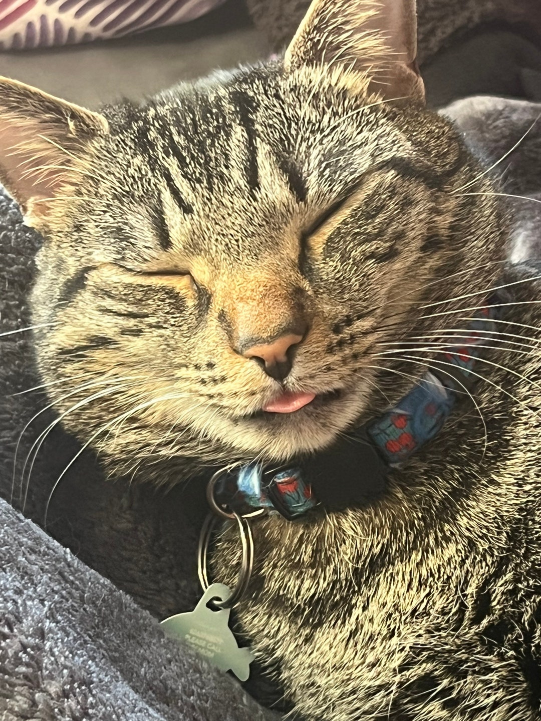 CAT Picks Out Your Mystery Box :) - Etsy