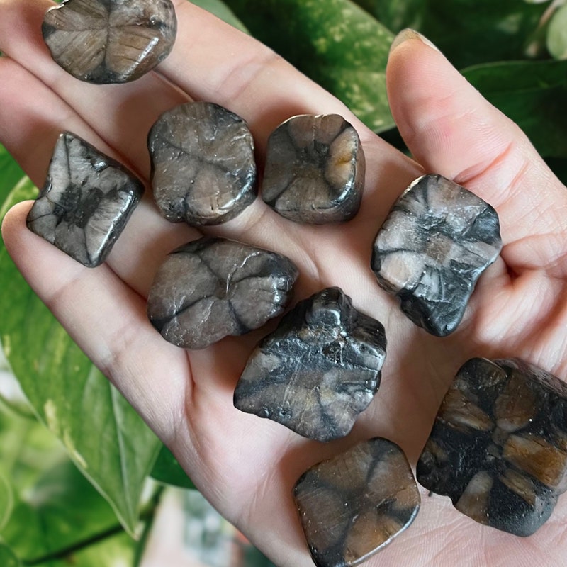Chiastolite - Etsy