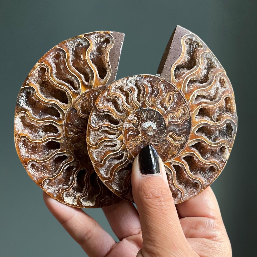 Radiant Opalized Ammonite Fossil Pair | Red Fire + Rainbow Flash ...