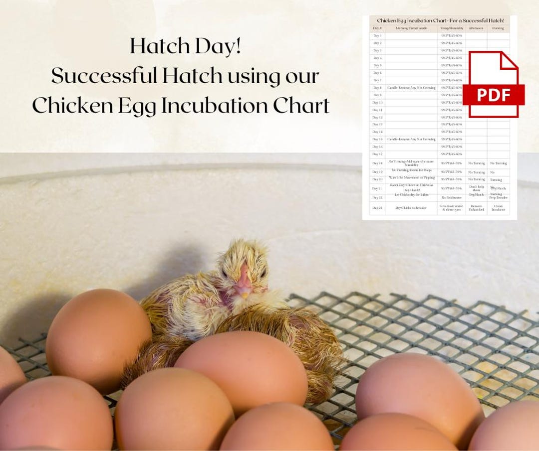 Chicken Egg Incubation Chart for a Successful Hatch Day PDF Download ...