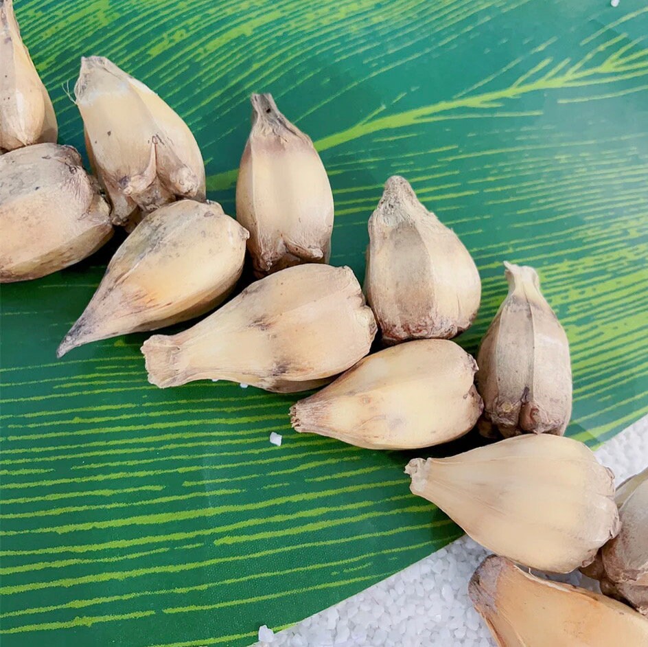 Samoa Lei. Ula Paogo. High Chiefs. High Importance. Family Matai. - Etsy