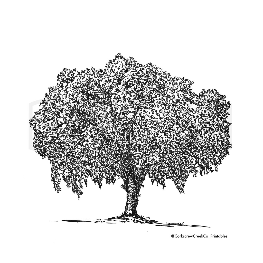 Classic California Oak Tree Printable, Tree Illustration, Tree Drawing ...