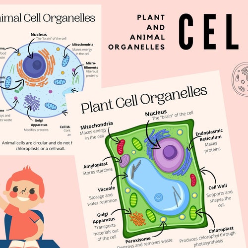 Plant and Animal Cell Classroom Posters Organelles Science - Etsy