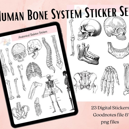 Anatomy Digital Sticker Pack Pre-cropped Human Body Stickers - Etsy