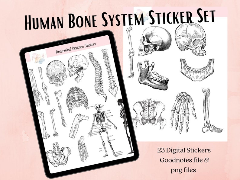 Bones Sticker Bundle. Digital Sticker Sheet, Science, Biology, Anatomy ...