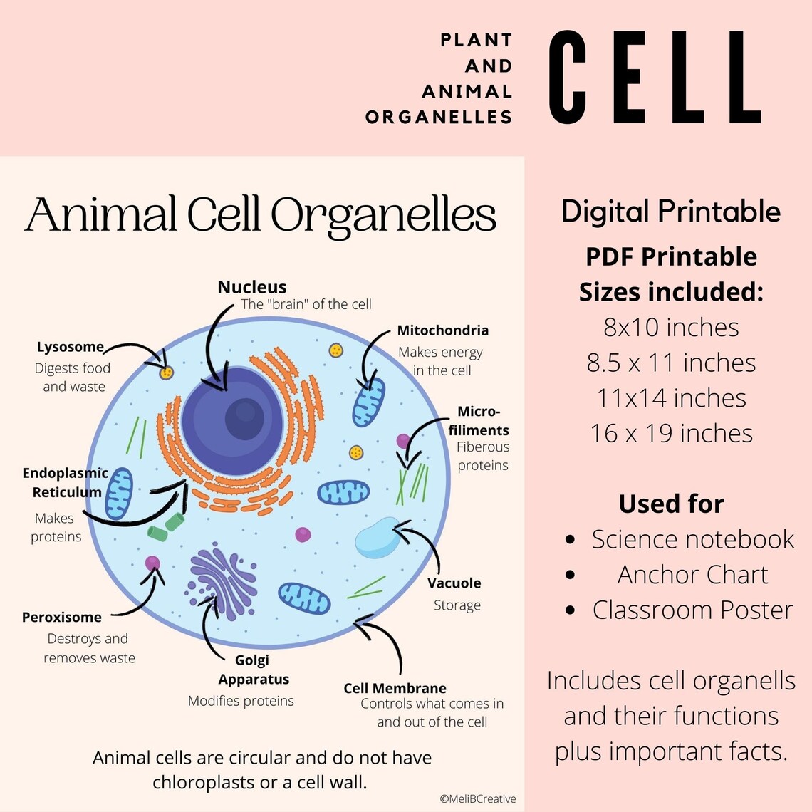 Plant and Animal Cell Classroom Posters, Organelles, Science Classroom ...