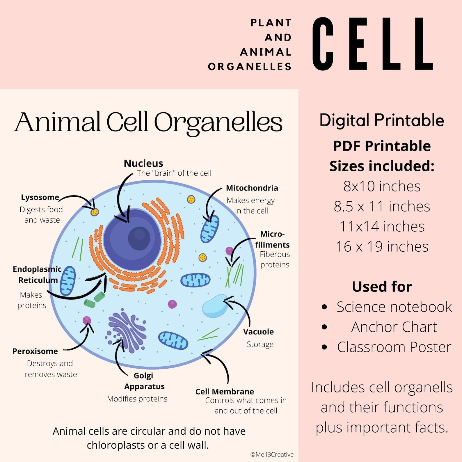Plant and Animal Cell Classroom Posters Organelles Science - Etsy