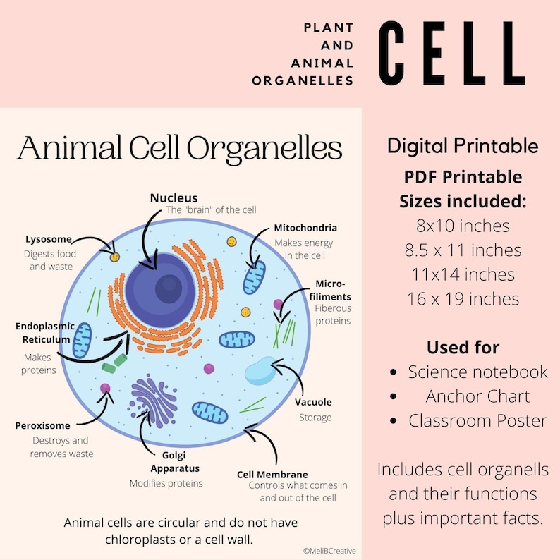 Plant and Animal Cell Classroom Posters, Organelles, Science Classroom ...