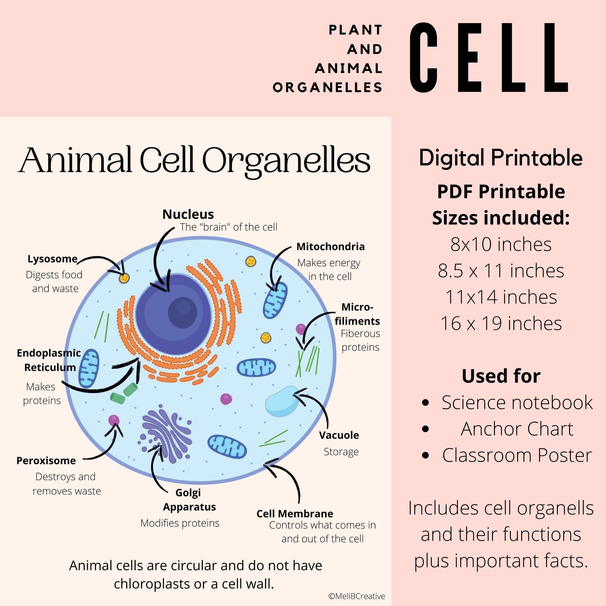 Plant and Animal Cell Classroom Posters, Organelles, Science Classroom ...
