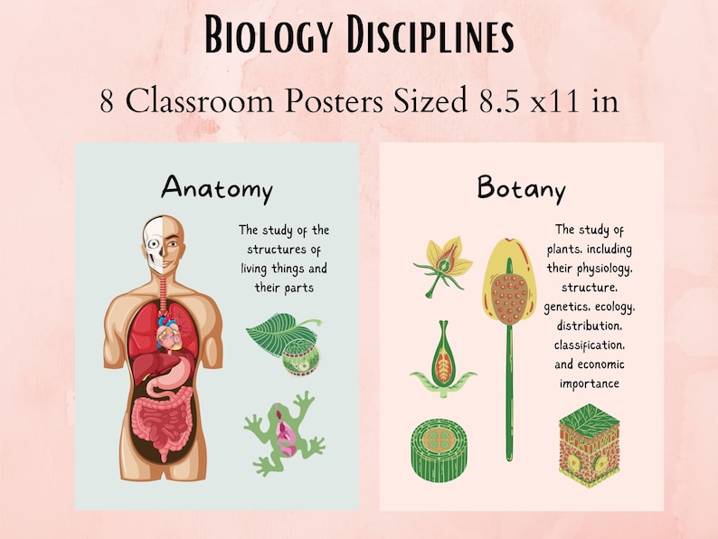 Biology Classroom Poster Set, Biology Careers, STEM, Disciplines ...
