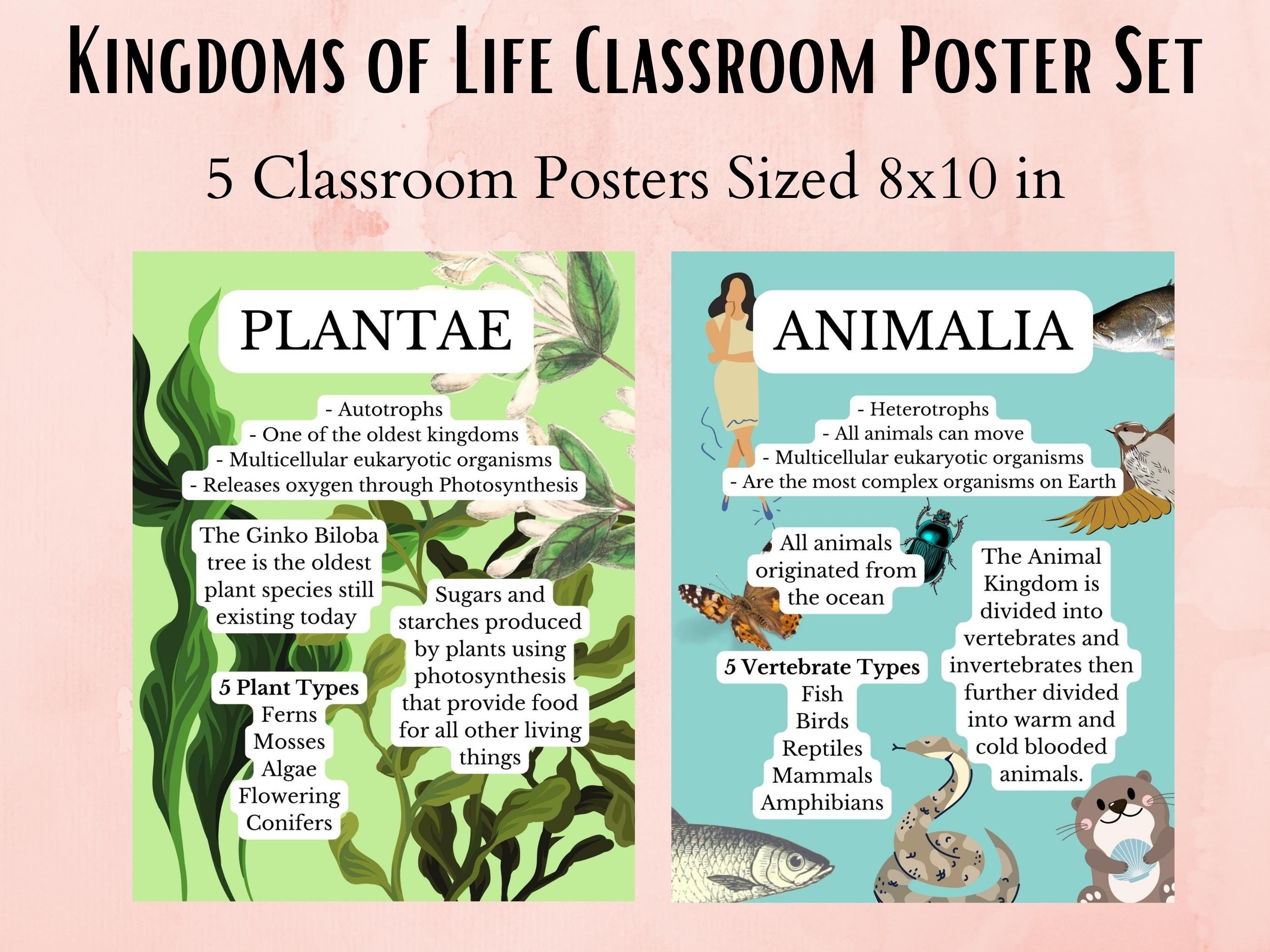 Kingdom of Life Science Classroom Poster Set Biology | Etsy