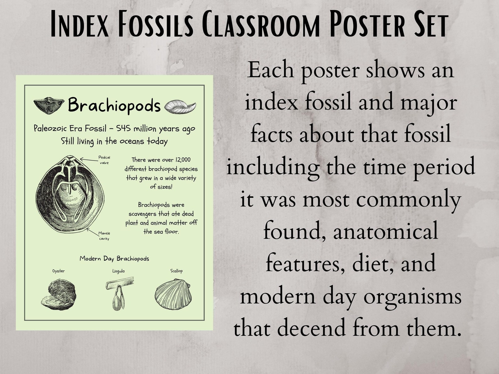 Index Fossil Classroom Poster Set, Science Classroom Décor, Science ...