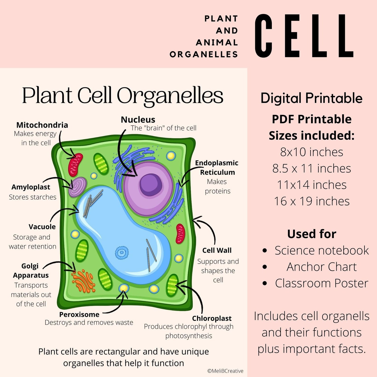 Plant and Animal Cell Classroom Posters, Organelles, Science Classroom ...