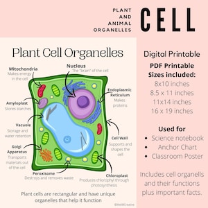 Plant and Animal Cell Classroom Posters, Organelles, Science Classroom ...