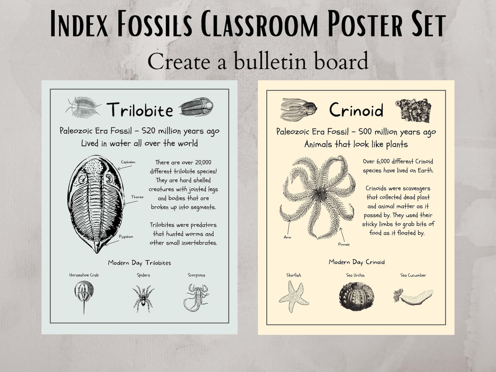 Index Fossil Classroom Poster Set, Science Classroom Décor, Science ...