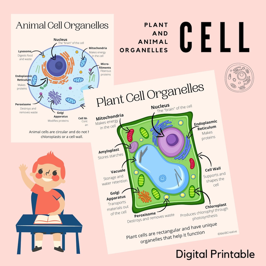 Plant and Animal Cell Classroom Posters, Organelles, Science Classroom ...