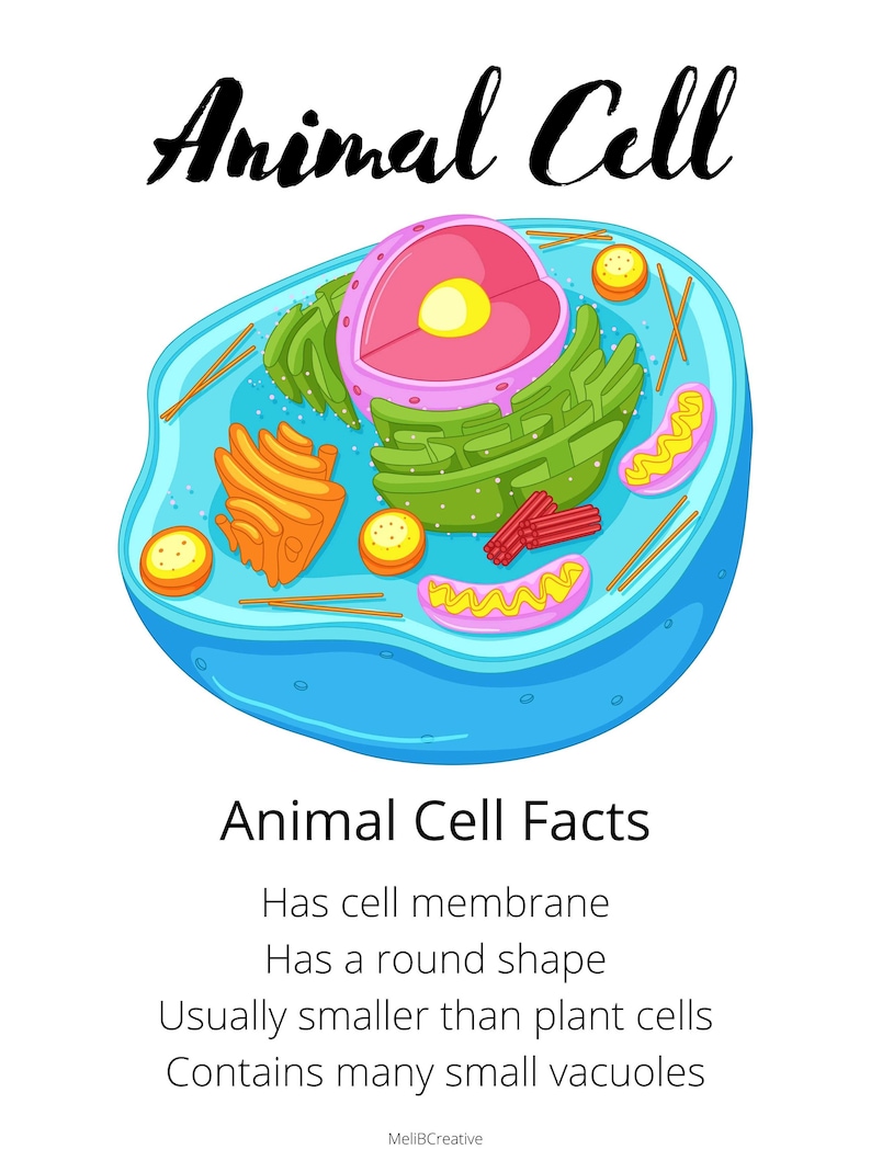 Cell Posters for Science Classroom Art PDF and PNG Printable - Etsy