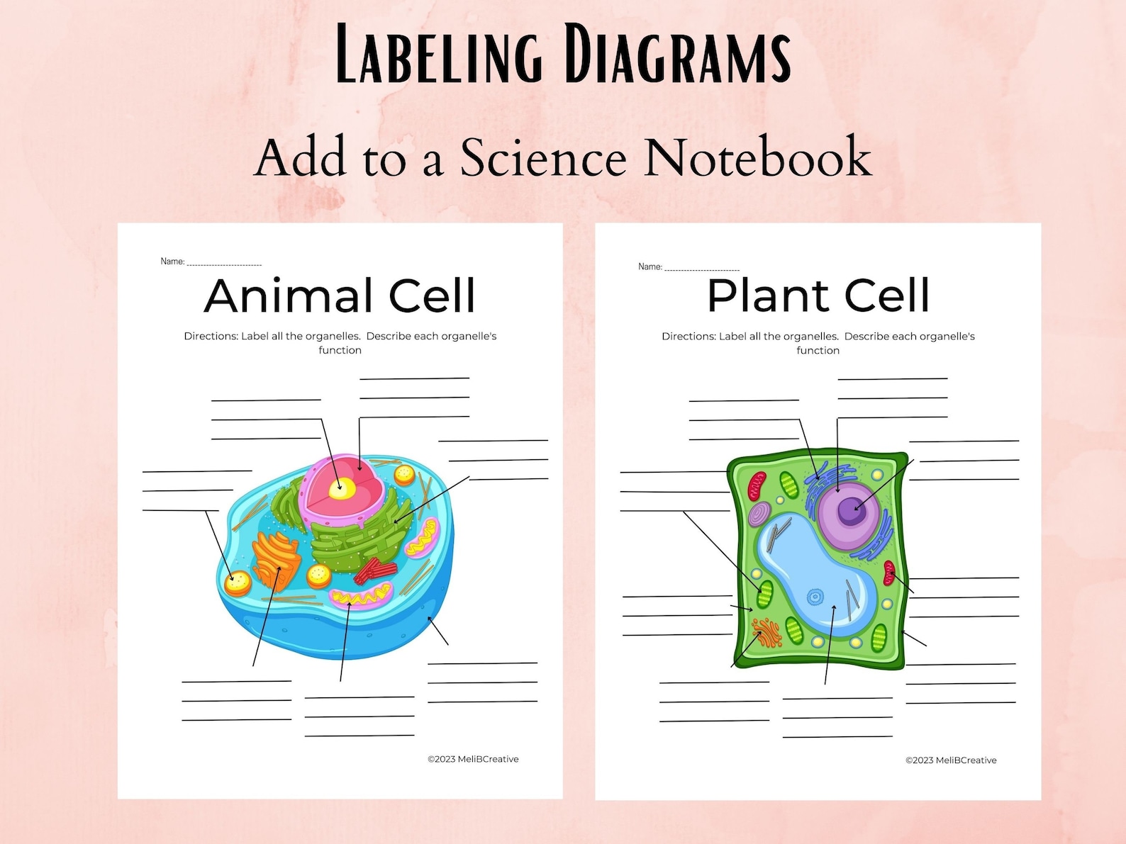 Cells Life Science Worksheet Packet for Middle School Science Class ...