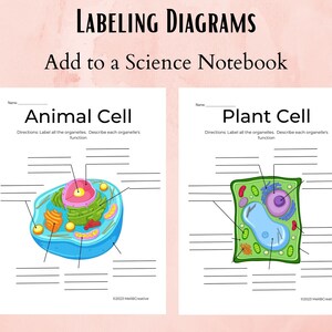 Cells Life Science Worksheet Packet for Middle School Science Class ...