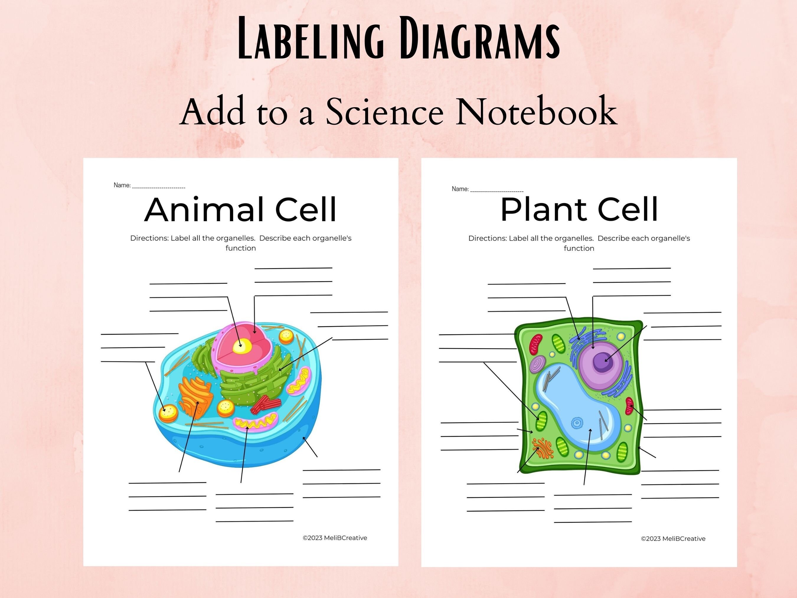 Cells Life Science Worksheet Packet for Middle School Science Class ...