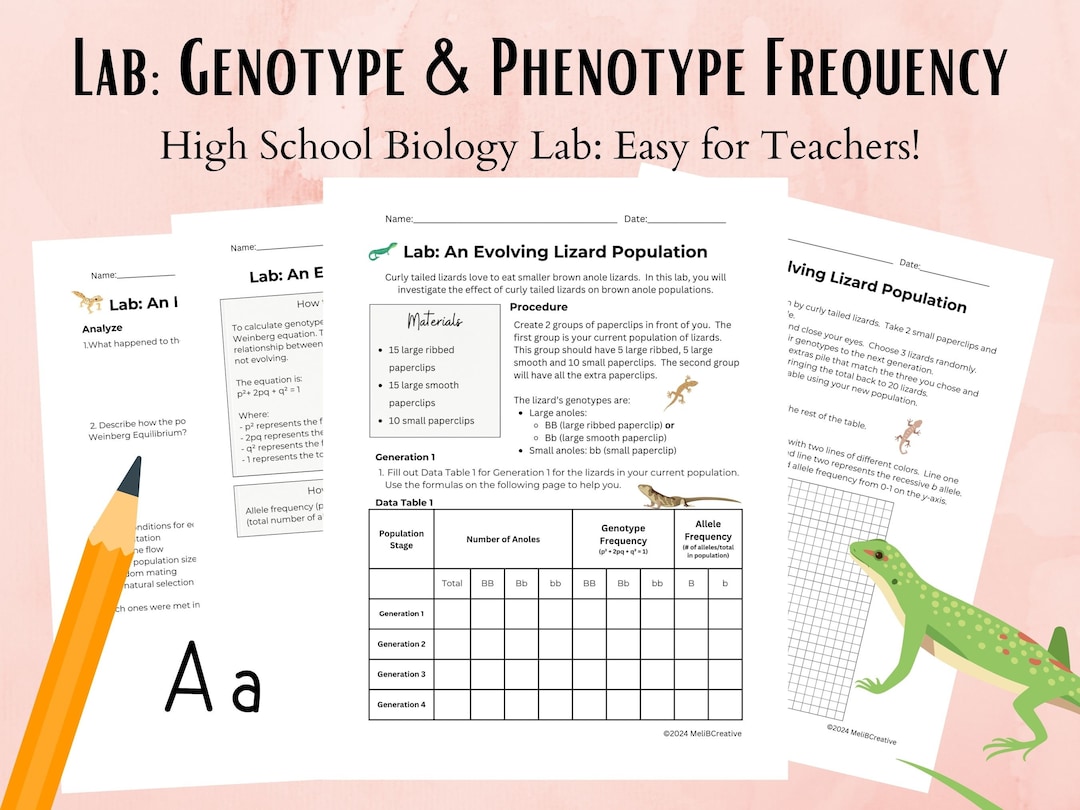 Lab: Genotype and Phenotype Frequency, High School Biology Worksheet ...