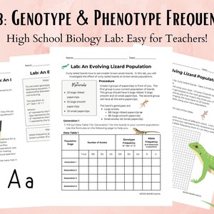 Lab: Genotype and Phenotype Frequency, High School Biology Worksheet ...