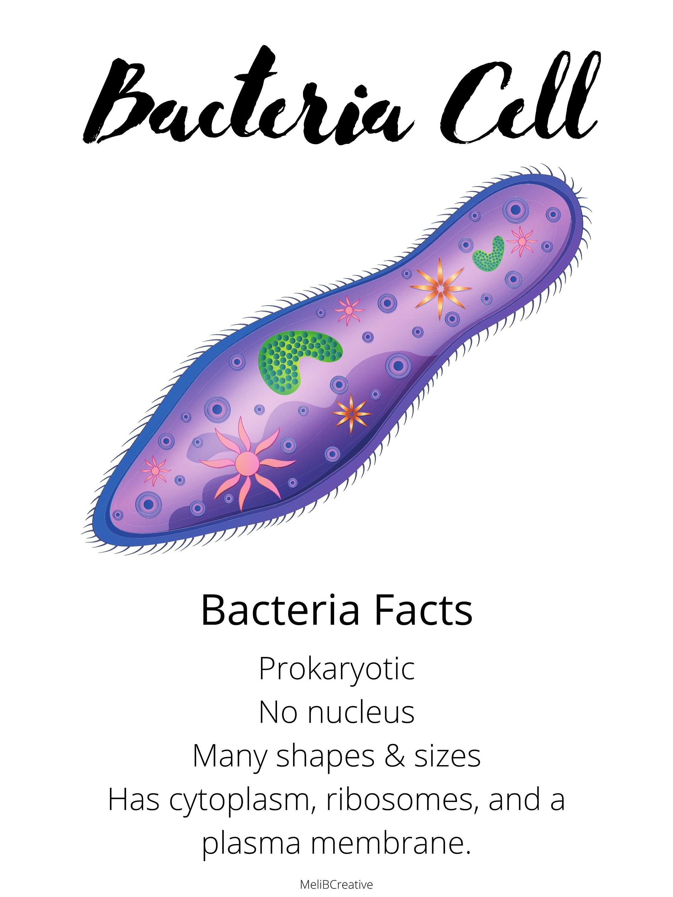 Cell Posters for Science Classroom Art PDF and PNG Printable - Etsy