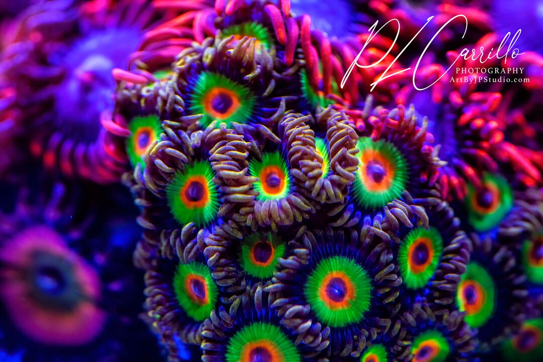 Photo for Marine Reef Room Décor, Coral Reef, Reef Aquarium Designs ...