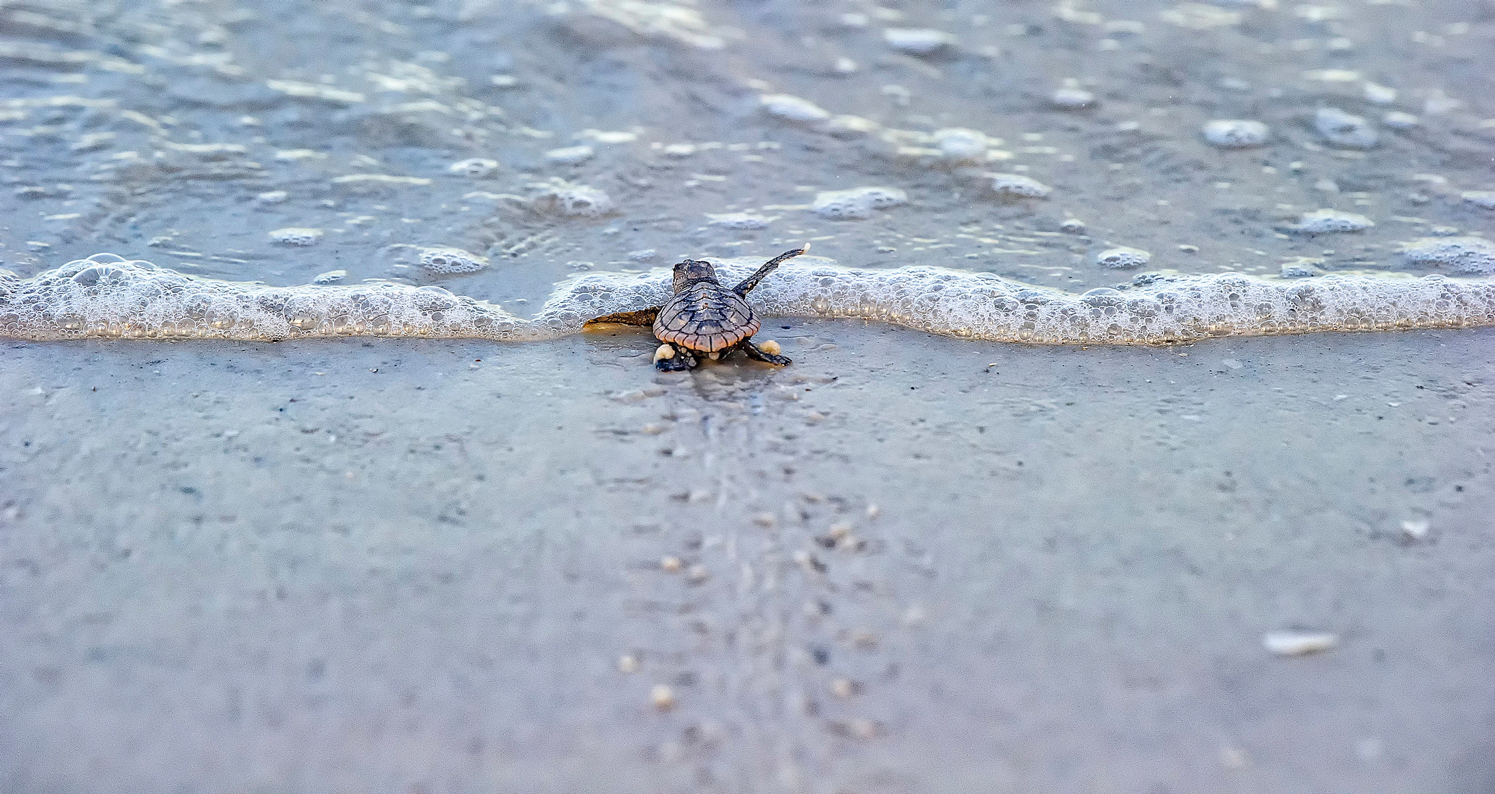 Sea Turtle Print, Baby Sea Turtle, Sand Beach, Baby Animal Nursery ...