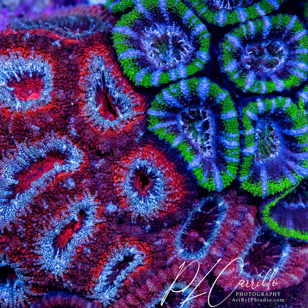 Photo for Marine Reef Room Décor, Coral Reef, Reef Aquarium Designs ...